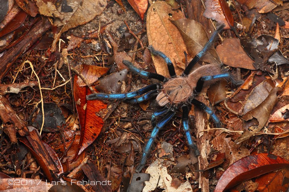 Birupes simoroxigorum from South Sarawak, Borneo - Lars Fehlandt ...