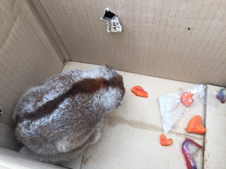 Nycticebus kayan - Kayan slow lori offered in Kapit - Lars Fehlandt ...