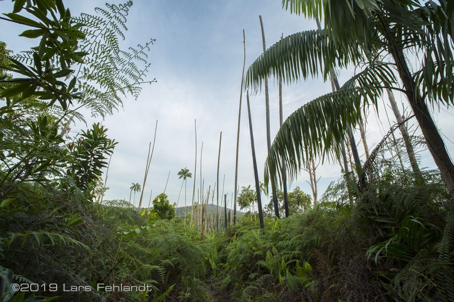 pulau lakei sarawak borneo_D5A2210 - Lars Fehlandt • Wildlife ...