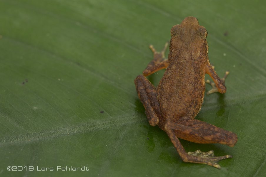 most likely a undescribed Ansonia spec. of Sarawak / Borneo - Lars ...