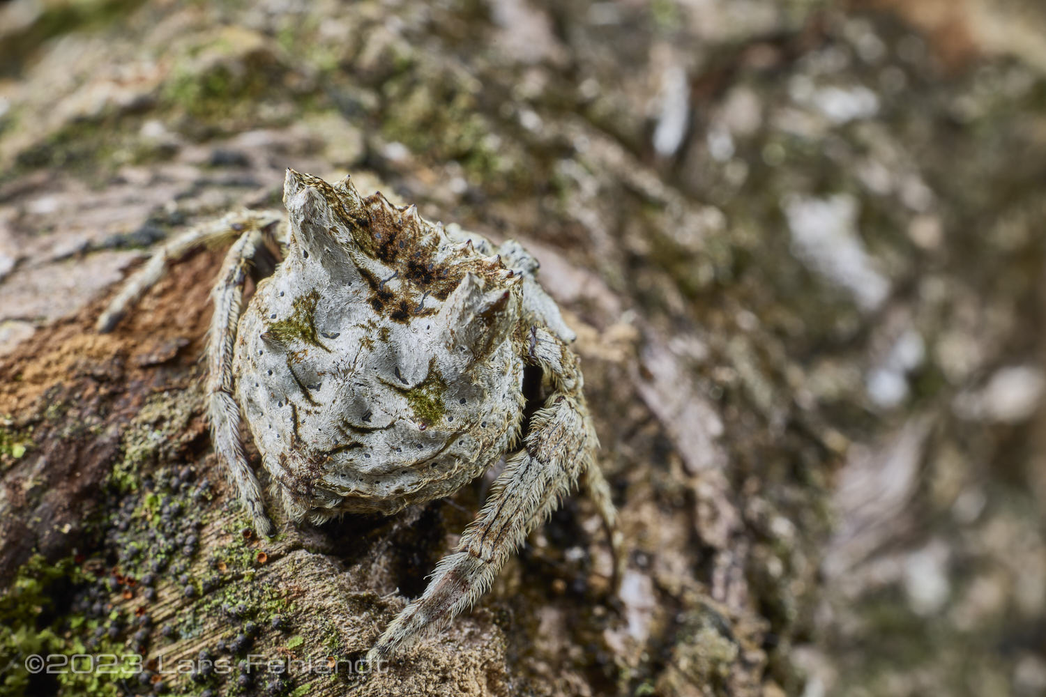 - Lars Fehlandt • Wildlife Expeditions & Nature Photography