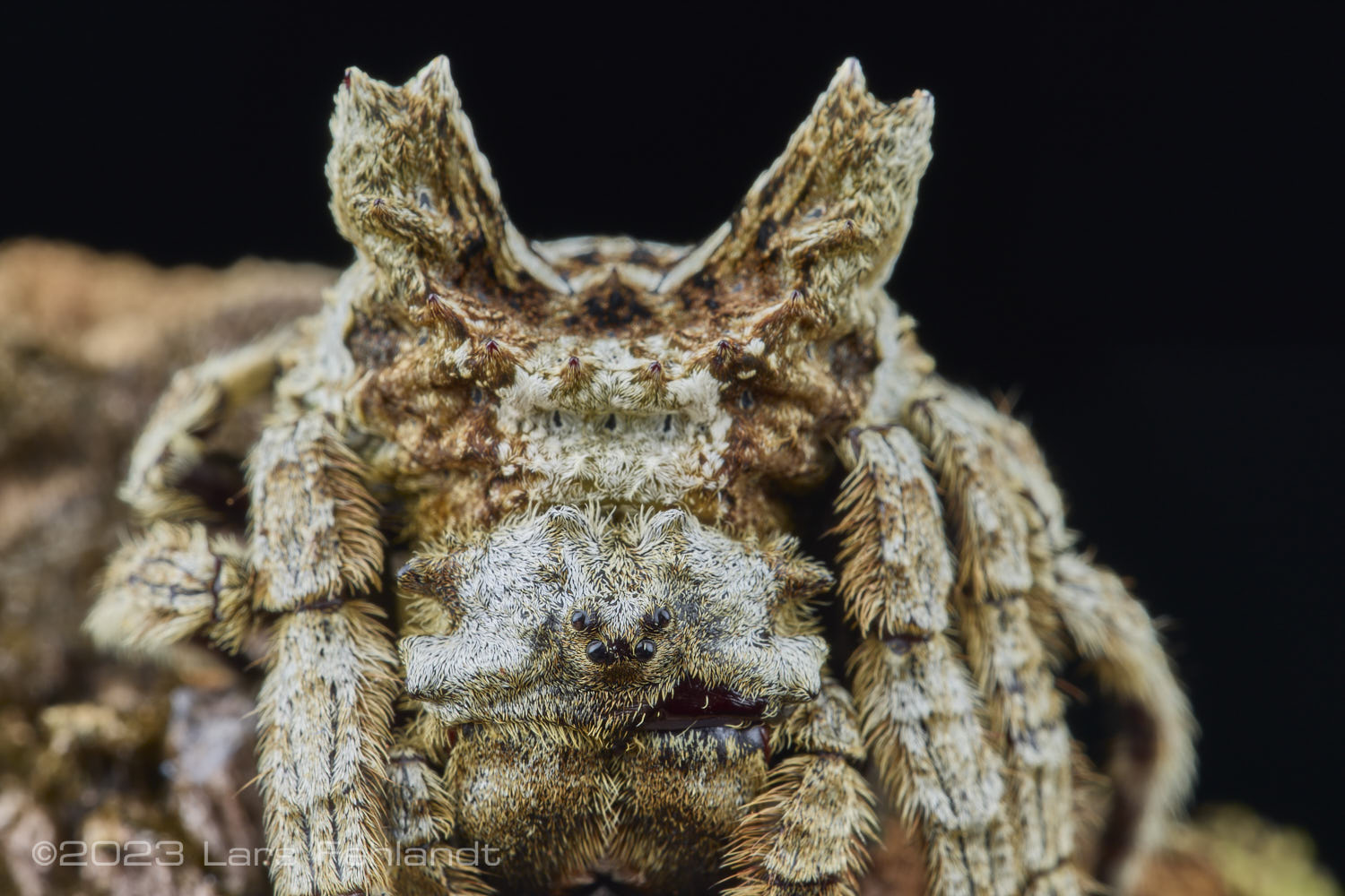 - Lars Fehlandt • Wildlife Expeditions & Nature Photography