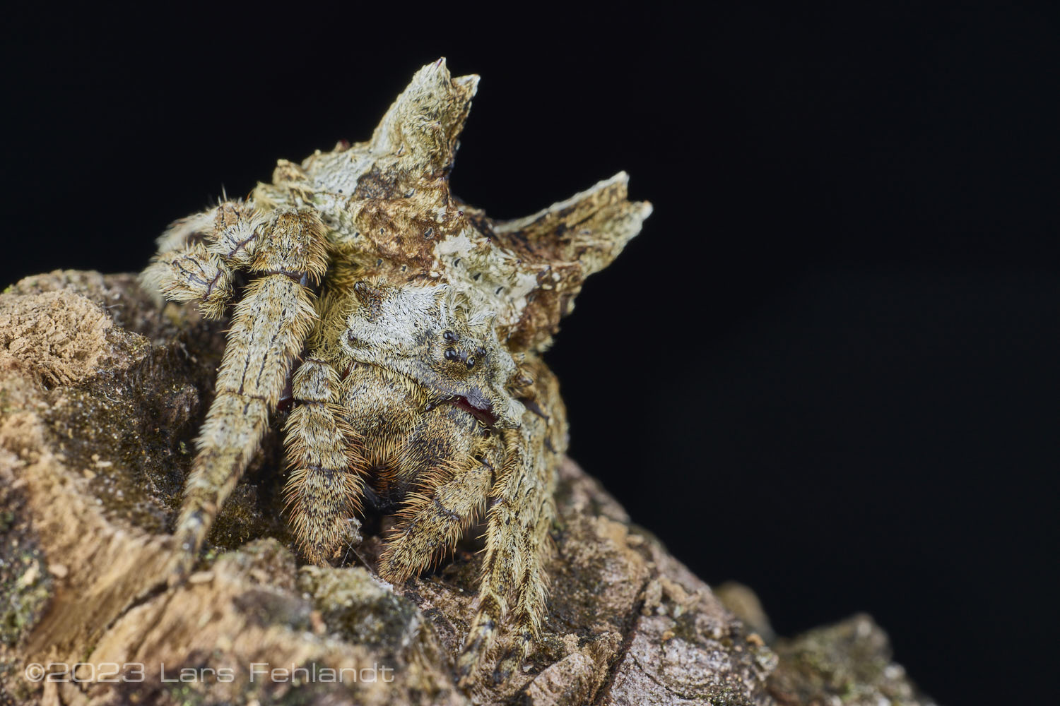 - Lars Fehlandt • Wildlife Expeditions & Nature Photography