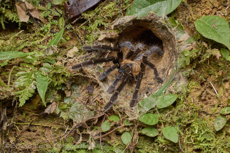 undetermined tarantula (Theraphosidae)from Borneo - Ulu Ai Sarawak ...