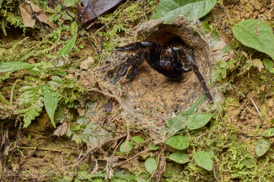 undetermined tarantula (Theraphosidae)from Borneo - Ulu Ai Sarawak ...