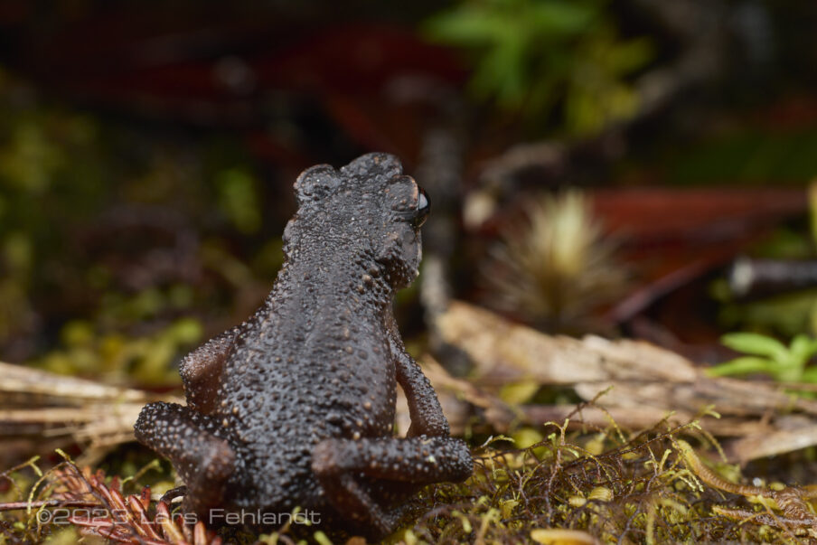 Murud black slender toad, Ansonia vidua of Sarawak / Borneo - Lars ...