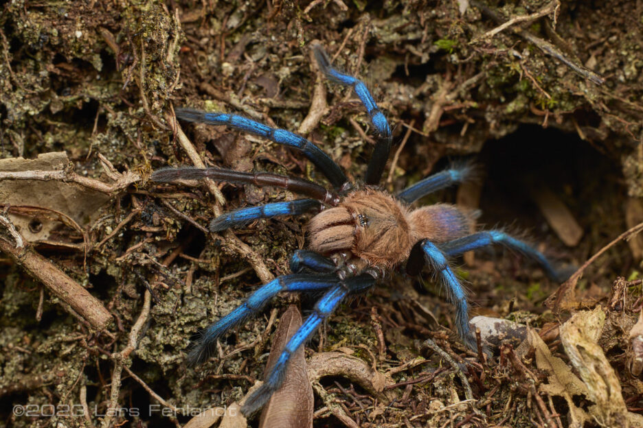 Birupes simoroxigorum of Sarawak / Borneo - Lars Fehlandt • Wildlife ...