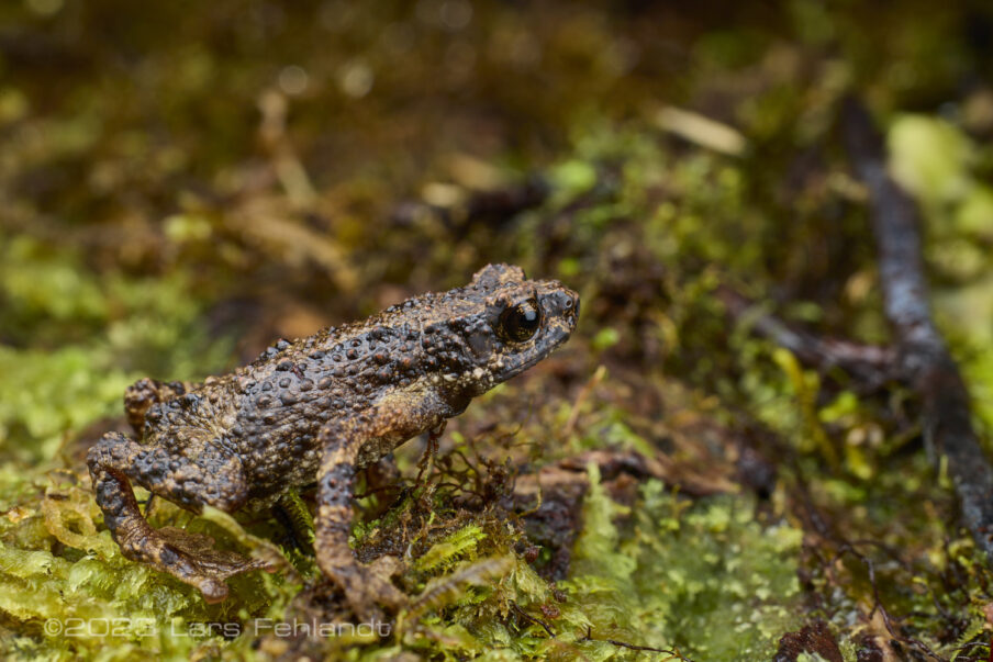 Murud dwarf toad, Pelophryne murudensis of Sarawak/Borneo - Lars ...