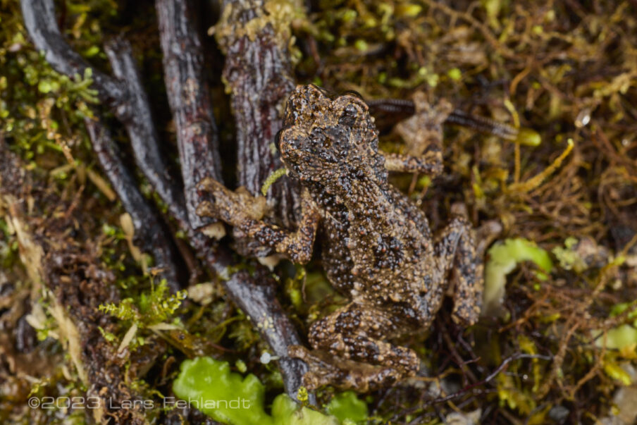 Murud dwarf toad, Pelophryne murudensis of Sarawak/Borneo - Lars ...