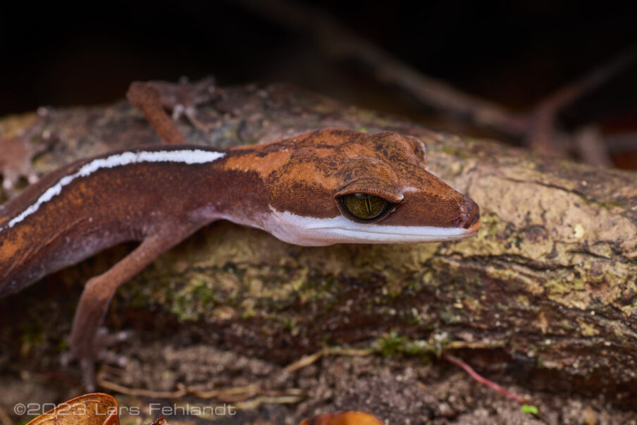 Cat gecko - Aeluroscalabotes felinus Günther, 1864 - of south Sarawak ...