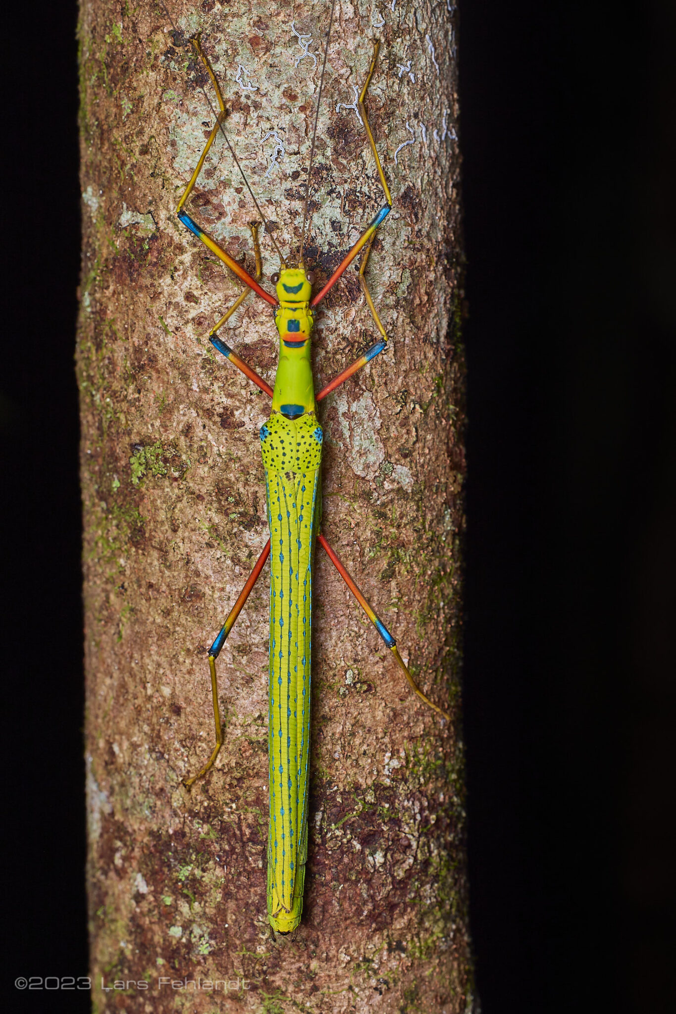Colourful stick insect, Calvisia sp. of south Sarawak / Borneo around ...