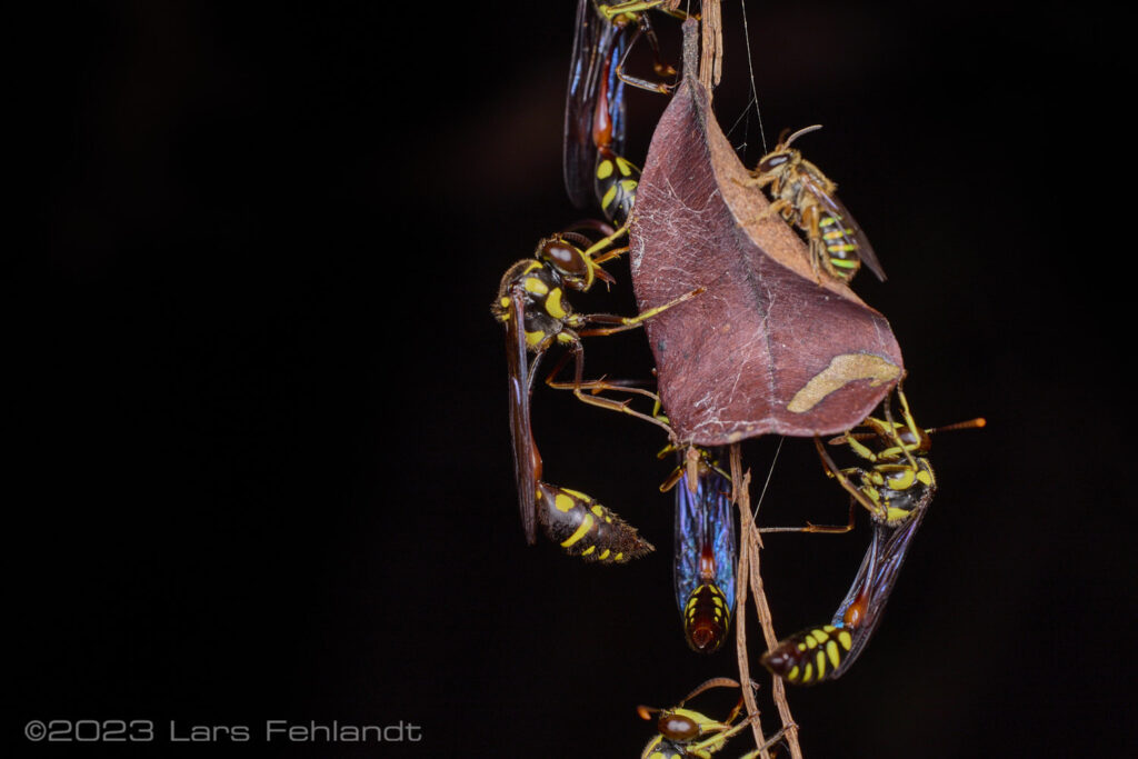 Eustenogaster sp. and Nomia elegans of south Sarawak / Borneo - Lars ...