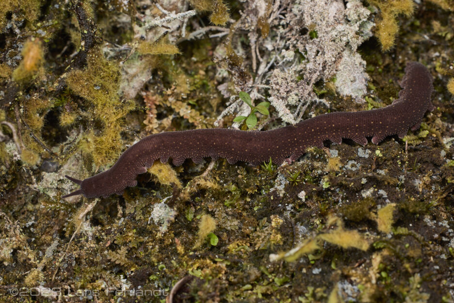 Undescribed Onychophora female of the Eoperipatus genus - Sarawak ...