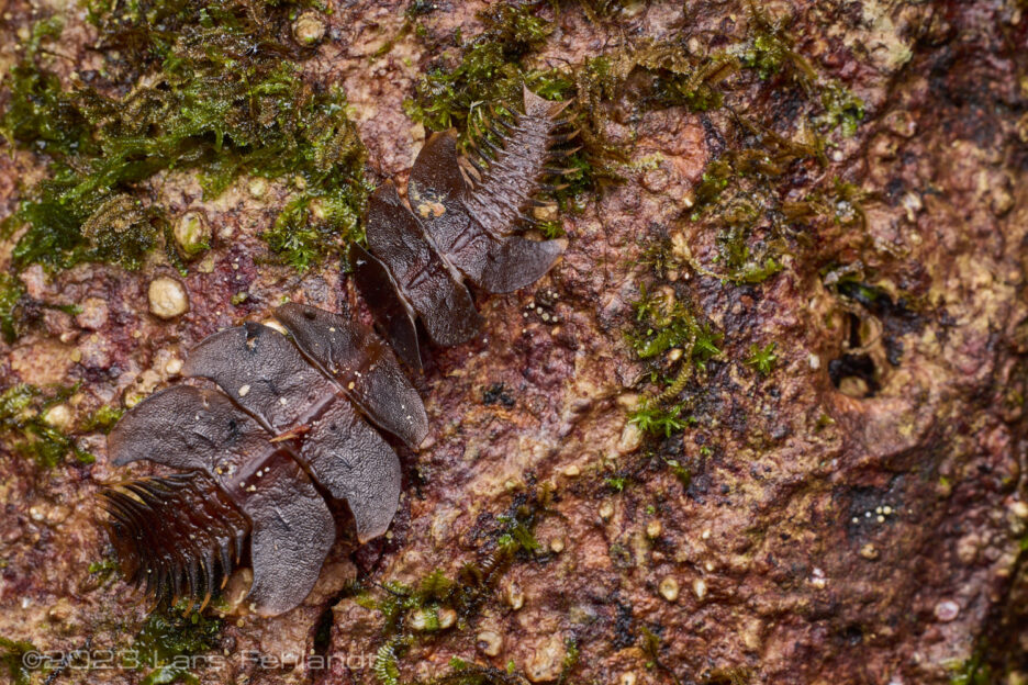 Trilobite beetle, Platerodrilus foliaceus Masek & Bocak, 2014 of south ...